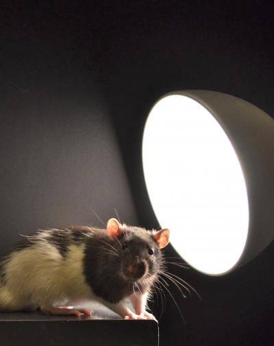 Light Switches Brain Signaling [IMAGE] | EurekAlert! Science News Releases