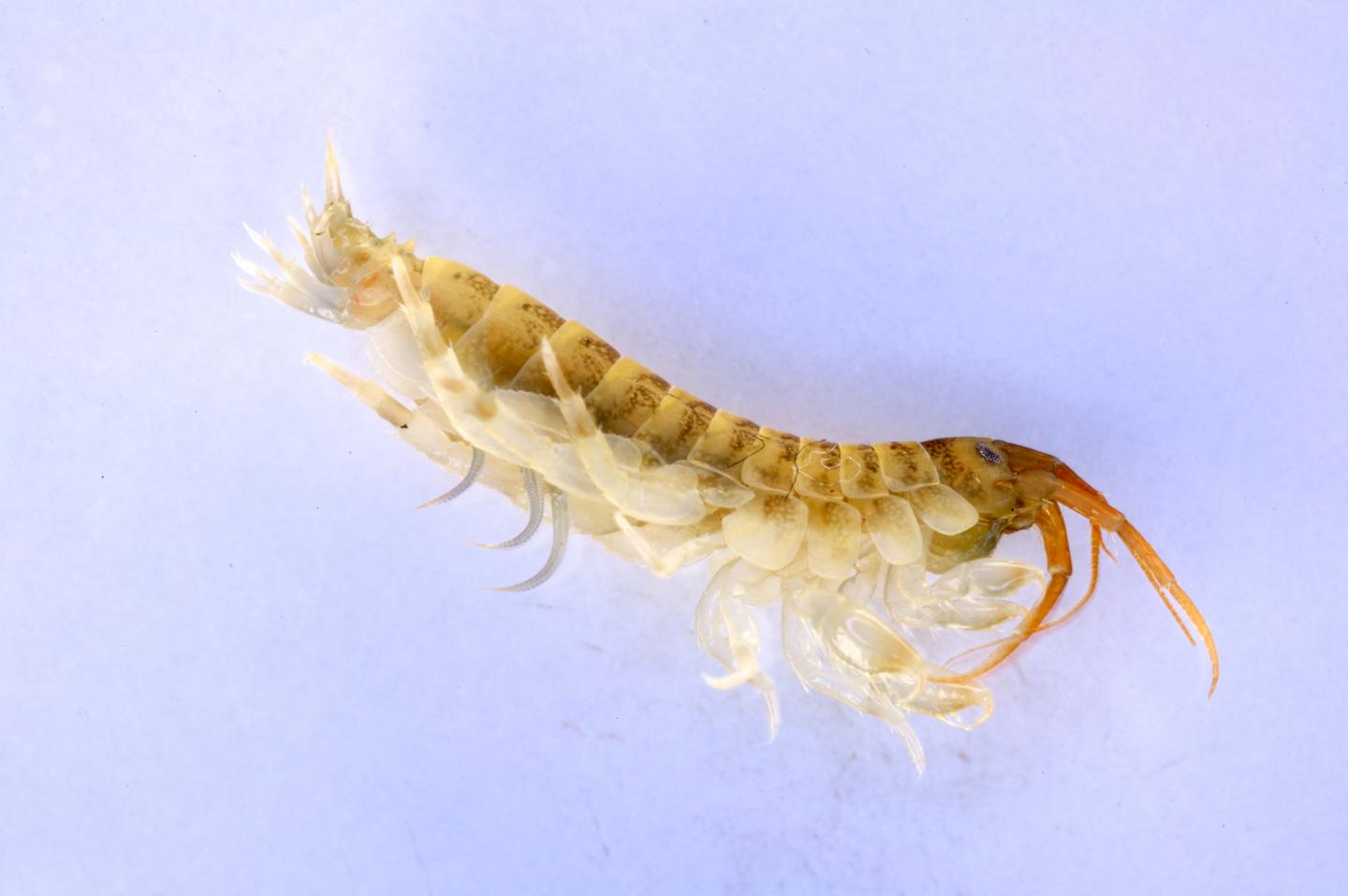 Britain on brink of freshwater species 'invas | EurekAlert!