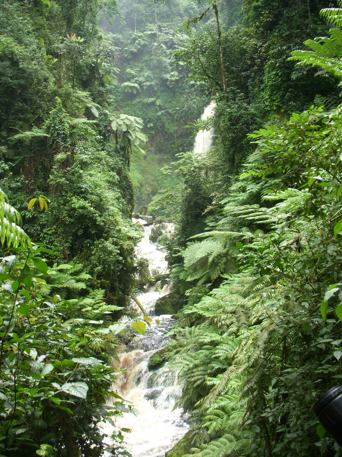 Nyungwe [IMAGE] | EurekAlert! Science News Releases