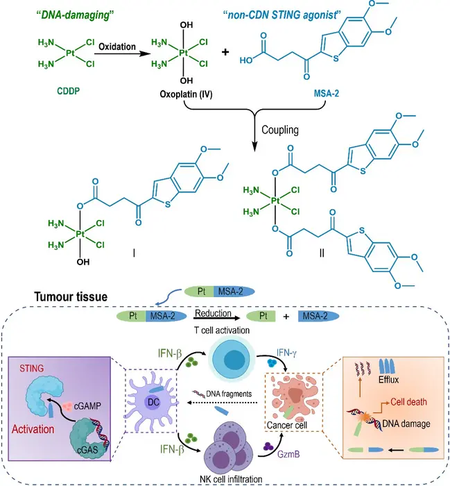 DNA destroyer and STING booste [IMAGE] | EurekAlert! Science News Releases
