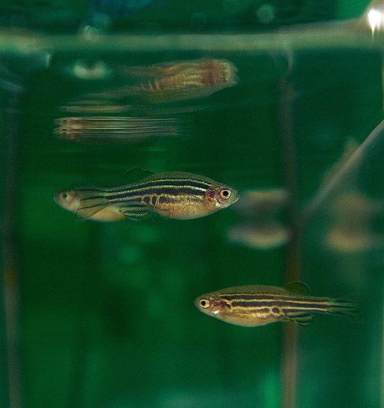 Zebrafish [IMAGE] | EurekAlert! Science News Releases
