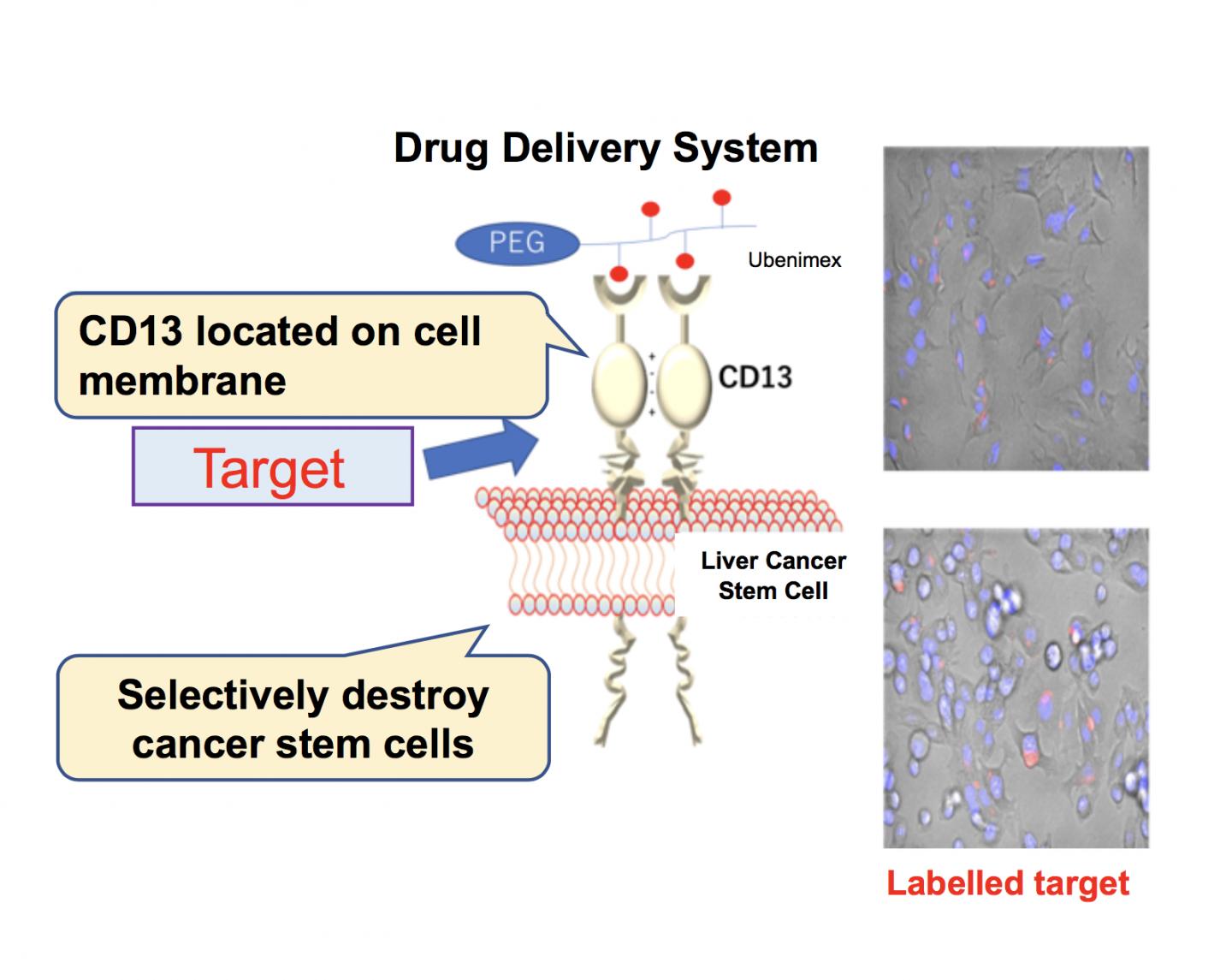Fig. 1: Outline of the Drug De [IMAGE] | EurekAlert! Science News Releases