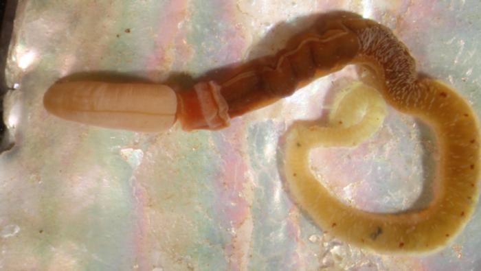 Adult acorn worm (Saccoglossus [IMAGE] | EurekAlert! Science News Releases