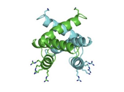 NS1 Protein [IMAGE] | EurekAlert! Science News Releases