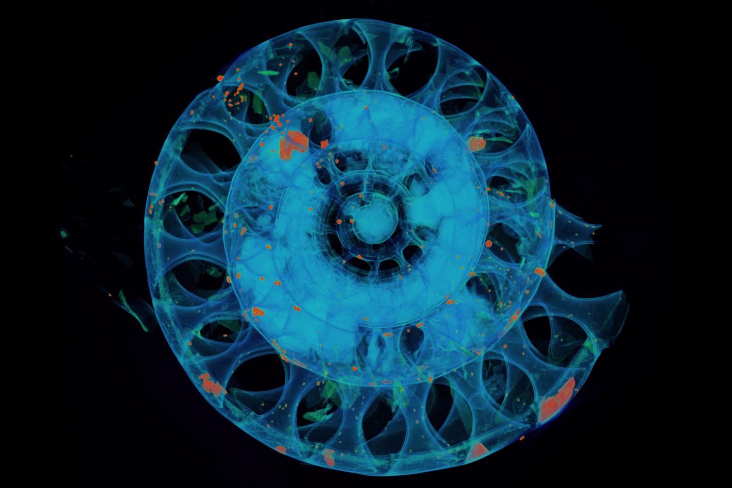 Fossil Ammonite [IMAGE] | EurekAlert! Science News Releases