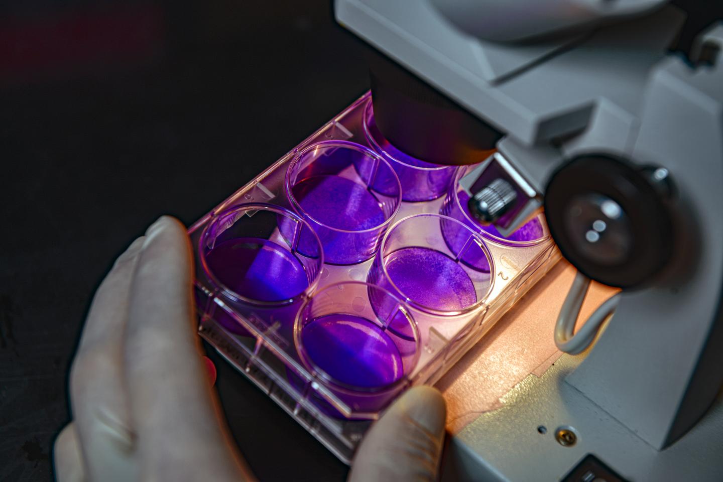 Virus cells [IMAGE] | EurekAlert! Science News Releases