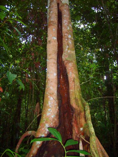 The Burning Brazilian Amazon ( [IMAGE] | EurekAlert! Science News Releases