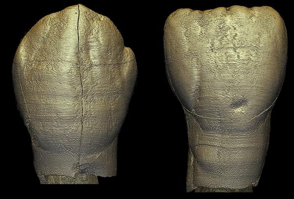 Perikymata Distribution [IMAGE] | EurekAlert! Science News Releases