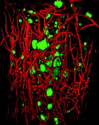 Real X-ray vision: See-through brains ready f | EurekAlert!