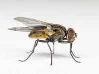 'Pregnant' housefly males demonstrate the evo | EurekAlert!