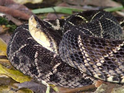 Venom [IMAGE] | EurekAlert! Science News Releases