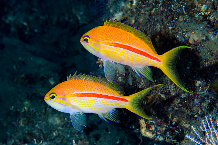 One-stripe anthias [IMAGE] | EurekAlert! Science News Releases