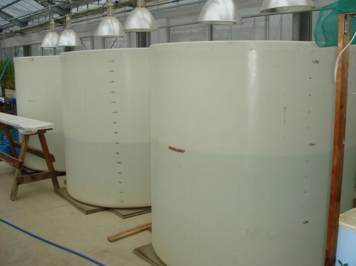 Genetic Adaptation Allows Rice to Survive Lon | EurekAlert!