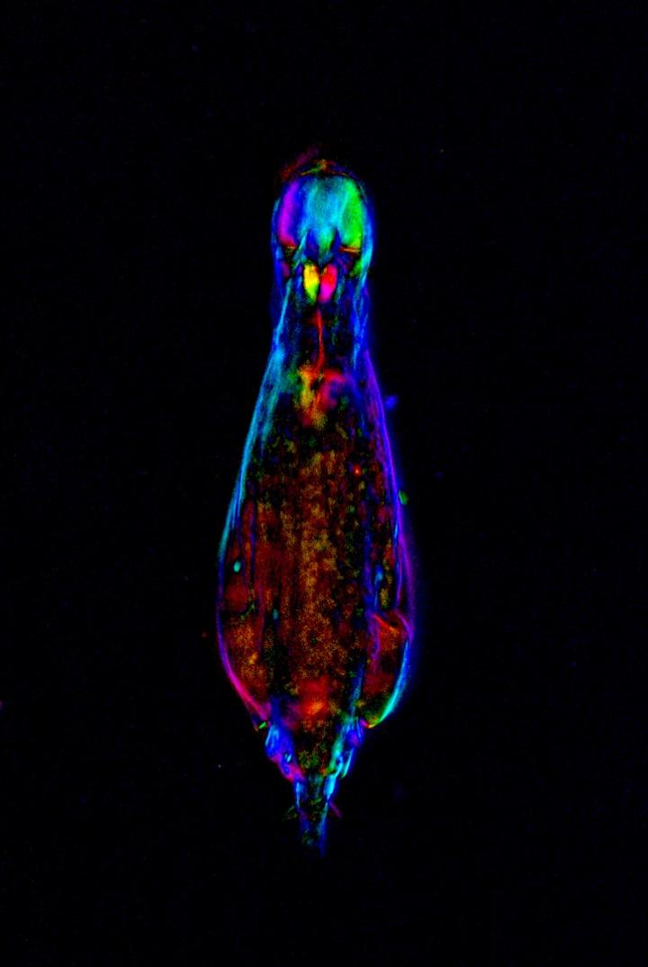 Bdelloid Rotifer Adineta v [IMAGE] | EurekAlert! Science News Releases
