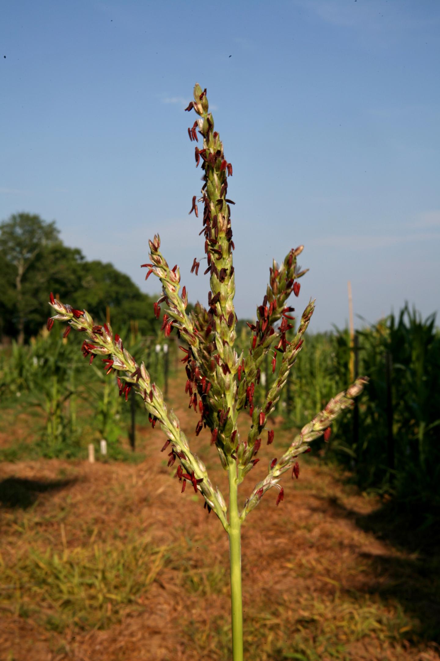 New path of genetic research: Scientists unco | EurekAlert!