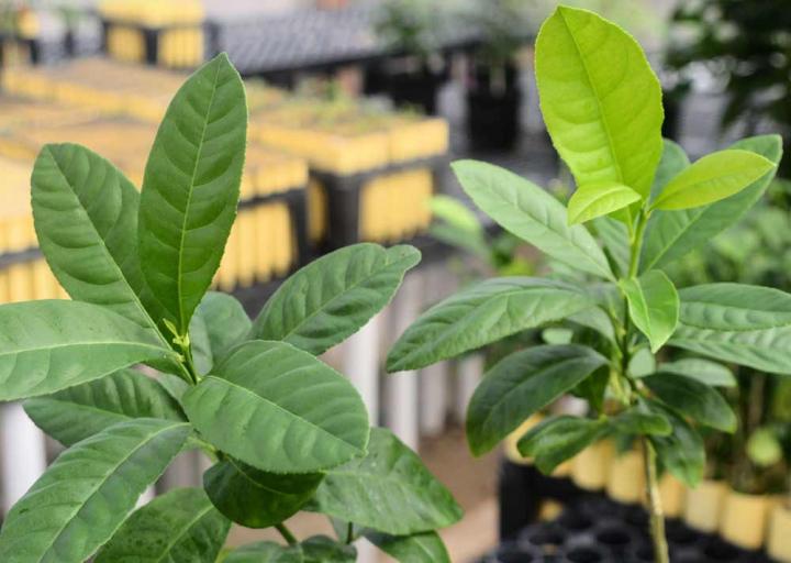 Citrus Flush [IMAGE] | EurekAlert! Science News Releases