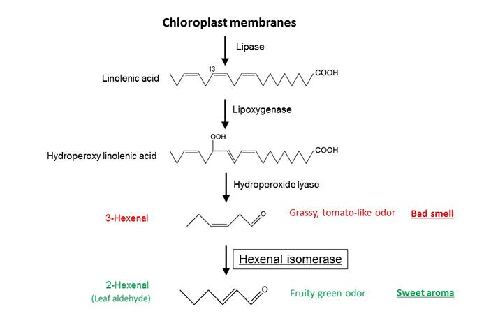 Synthesis Pathway of 2-hexenal [IMAGE] | EurekAlert! Science News Releases