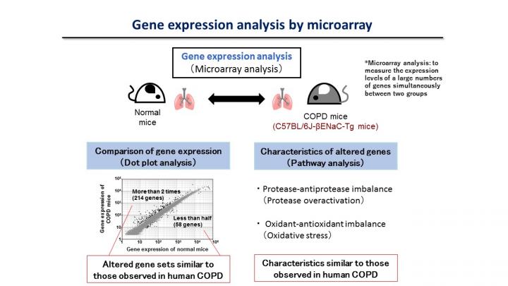 Gene Expression Analysis by DN [IMAGE] | EurekAlert! Science News Releases