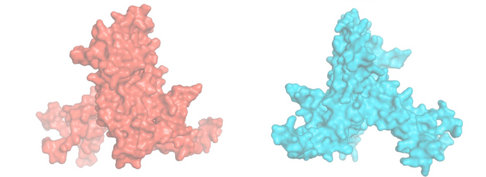 Side by side comparison of rib [IMAGE] | EurekAlert! Science News Releases