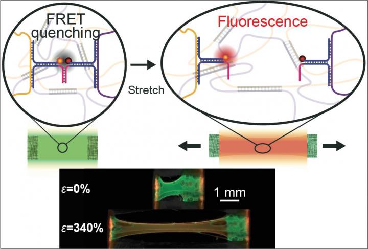 DNA hydrogels [IMAGE] | EurekAlert! Science News Releases