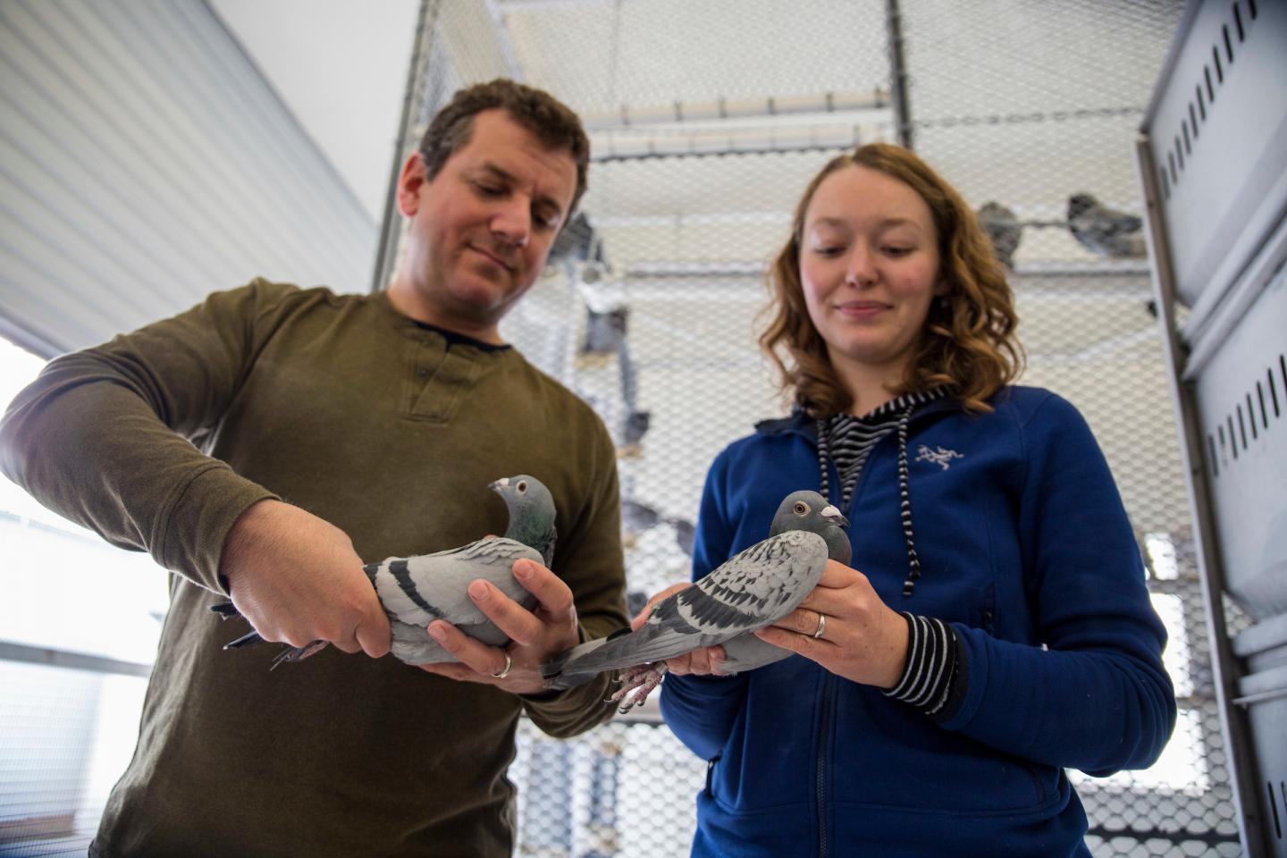 Showing off Pigeon Patterns [IMAGE] | EurekAlert! Science News Releases