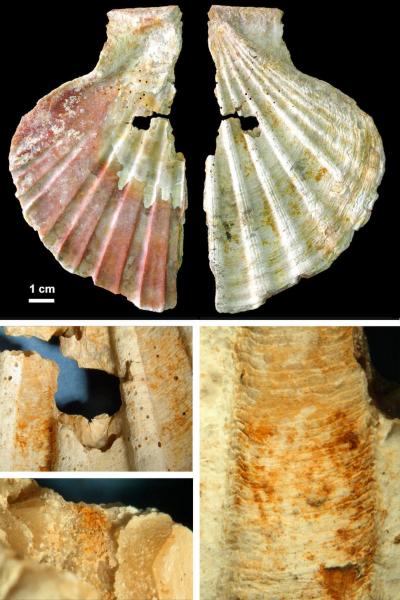 Scallop Shell and Pigments [IMAGE] | EurekAlert! Science News Releases