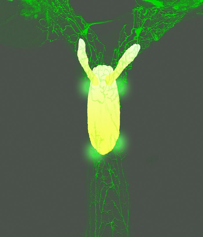 Female Fly Reproductive Tract [IMAGE] | EurekAlert! Science News Releases