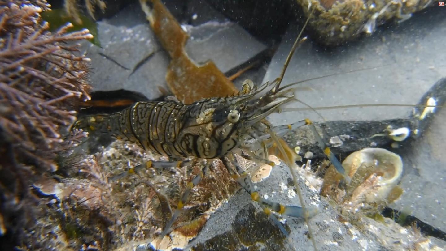Rockpool Prawn (2 of 2) [IMAGE] | EurekAlert! Science News Releases