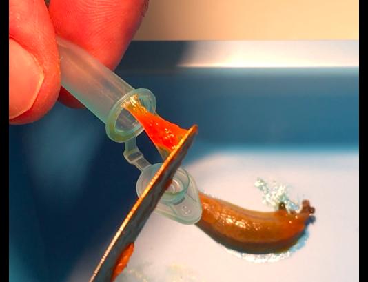Slug Glue [IMAGE] | EurekAlert! Science News Releases