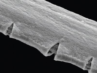 Damaged Cuticle of a Byssal Th [IMAGE] | EurekAlert! Science News Releases