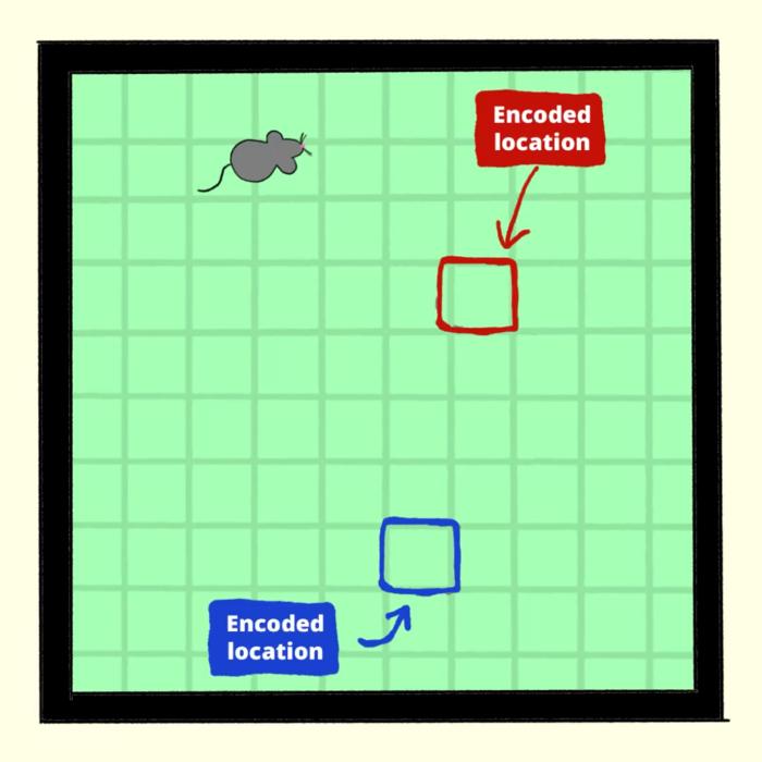 Navigating the future: brain cells that plan | EurekAlert!