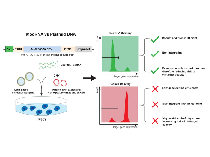 modified-RNA CRISPR method [IMAGE] | EurekAlert! Science News Releases