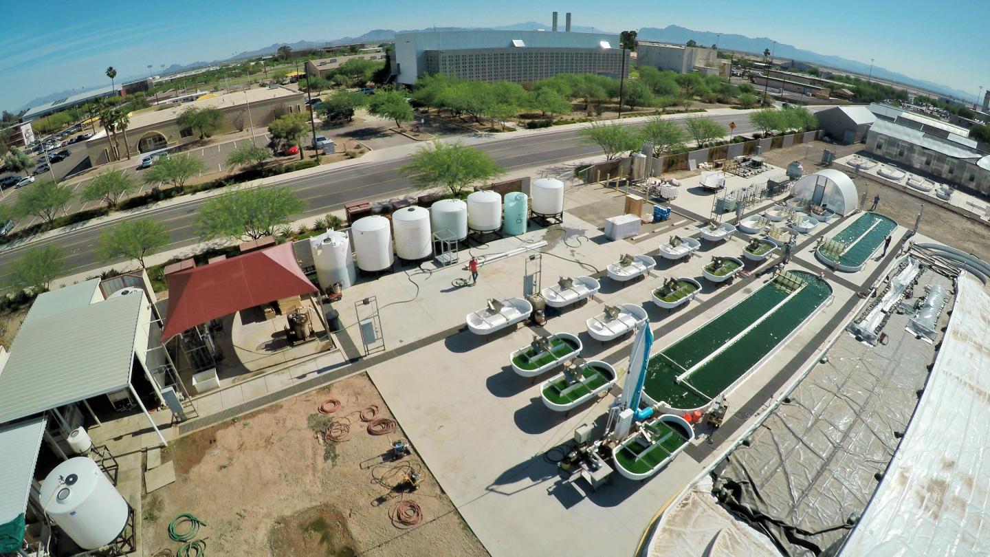 ASU Algae Ponds [IMAGE] | EurekAlert! Science News Releases