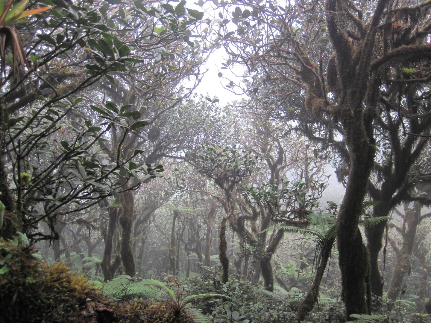 Elfin Cloud Forest [IMAGE] | EurekAlert! Science News Releases