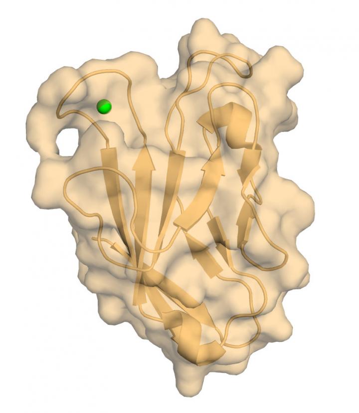 Human TIM-3 with Bound Calcium [IMAGE] | EurekAlert! Science News Releases