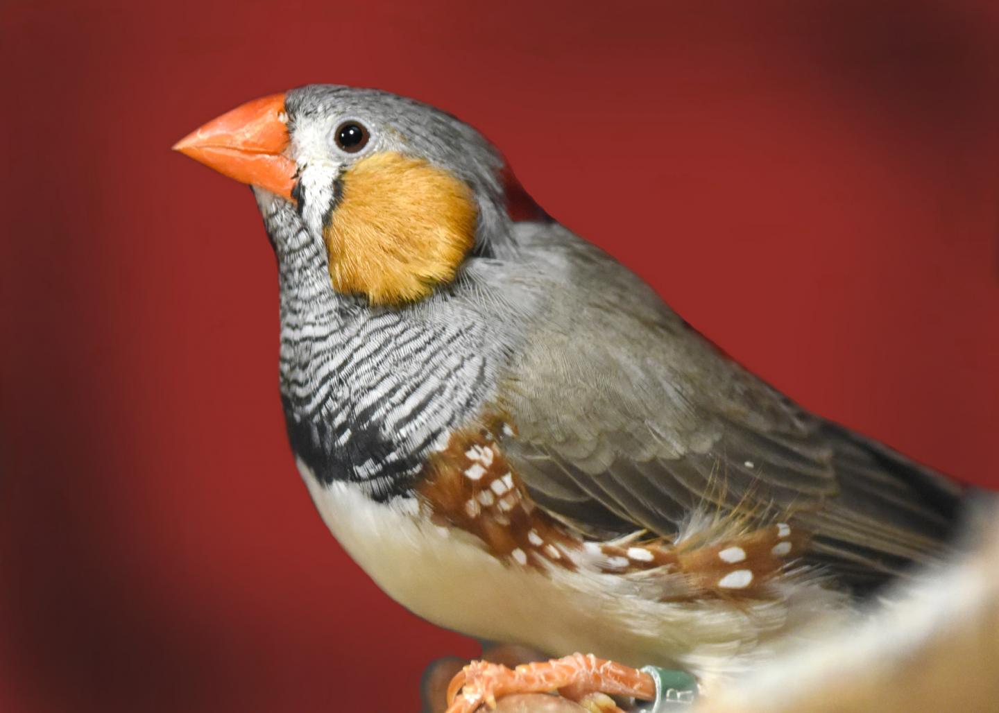 Altering songbird brain provides insight into | EurekAlert!