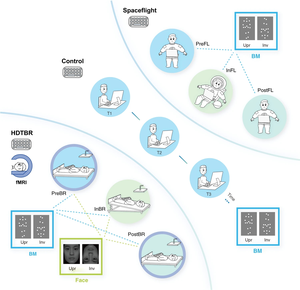 Gravity shapes human visual perception of bio | EurekAlert!