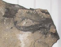 Fossil discovery marks earliest record of lim | EurekAlert!