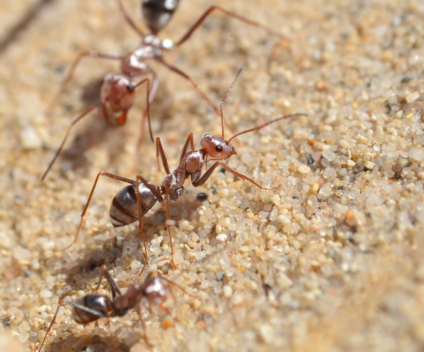 Worker ants [IMAGE] | EurekAlert! Science News Releases