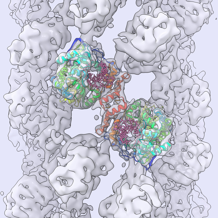 Fibril structure close up [IMAGE] | EurekAlert! Science News Releases