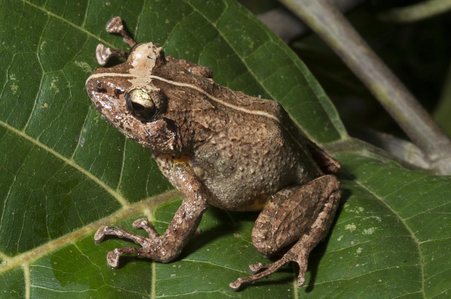 Rain Frog [IMAGE] | EurekAlert! Science News Releases