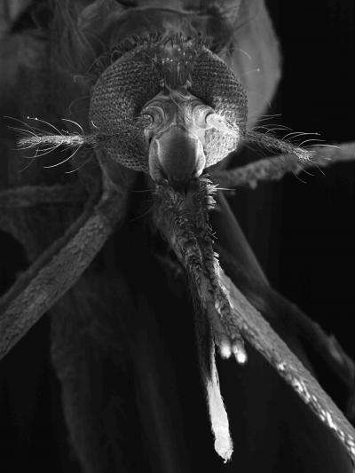 Antibiotics: A Natural Vaccine [IMAGE] | EurekAlert! Science News Releases