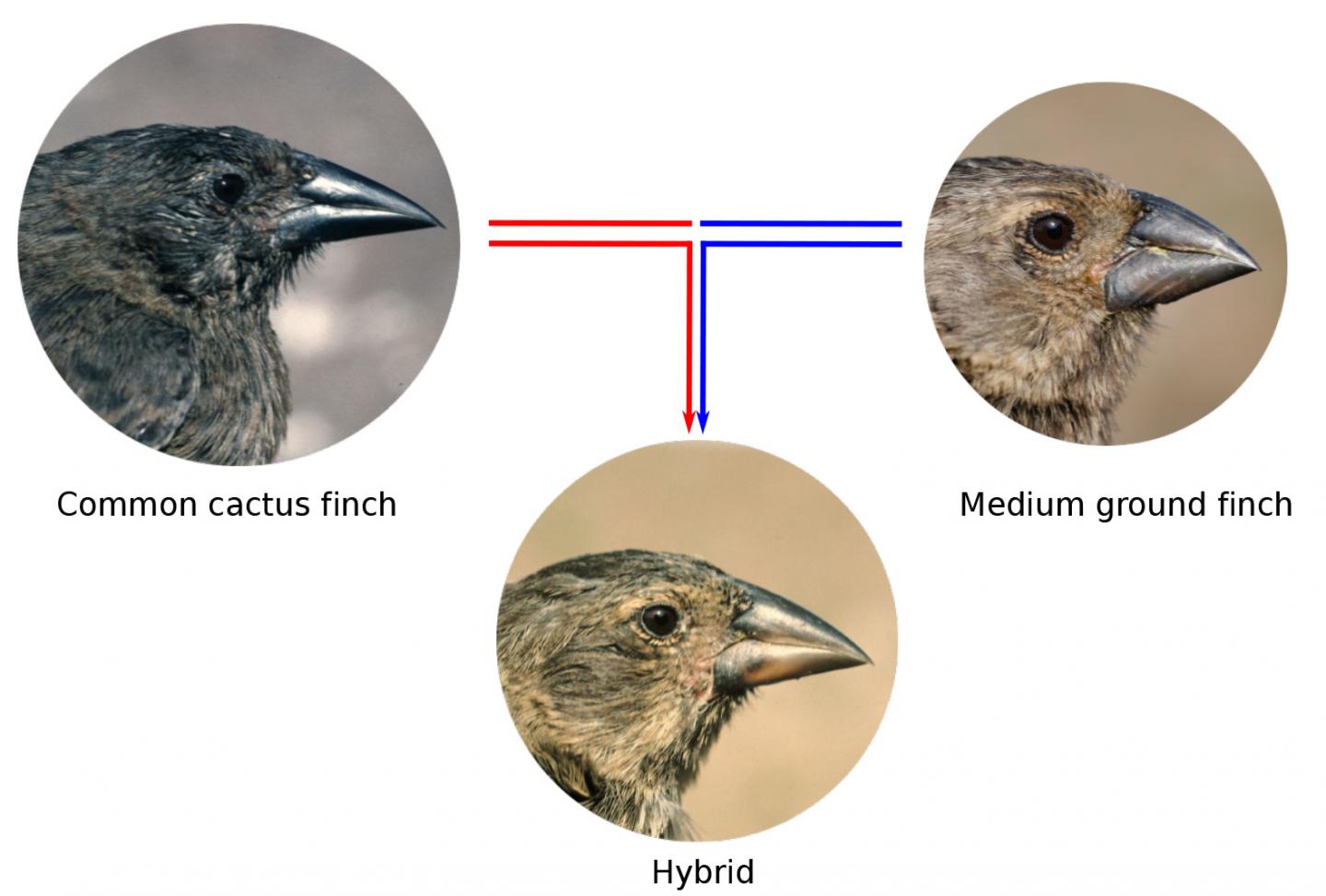 Beak Morphology [IMAGE] | EurekAlert! Science News Releases