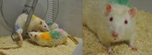 The complex social life of rats uncovered wit | EurekAlert!