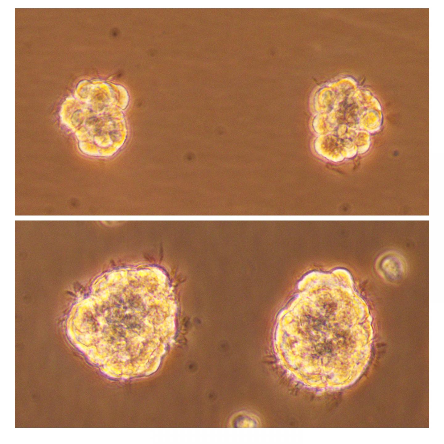 Stem Cells in the Lab [IMAGE] | EurekAlert! Science News Releases