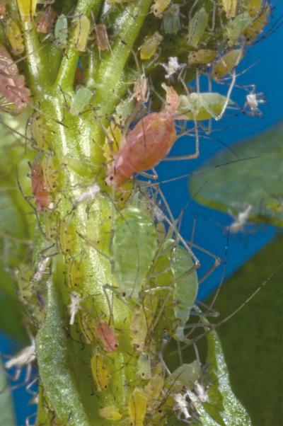 Chance Encounter With Fungus Made Aphids Colo | EurekAlert!
