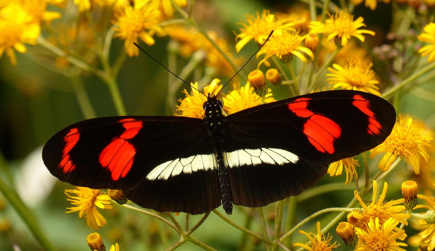 DNA Exchange Among Species Is Major Contribut | EurekAlert!