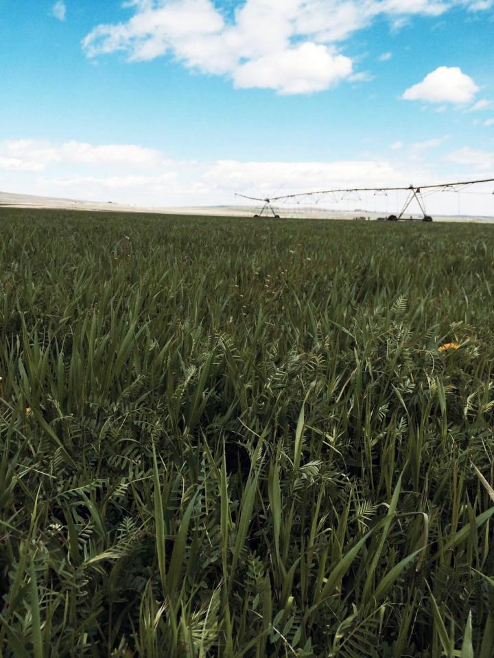 Vetch Cover Crop [IMAGE] | EurekAlert! Science News Releases