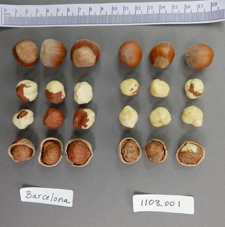 A new hazelnut has cracked its competitive ma | EurekAlert!
