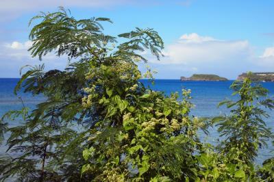 Weeding out invasive species with classical b | EurekAlert!